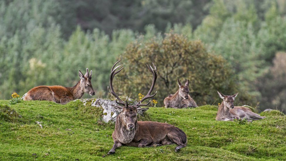 Scotland's deer population 'should be cut' - BBC News