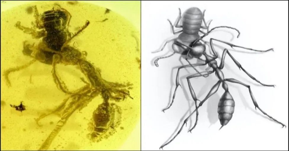 ‘Hell ant’ found in 99 million year old amber - BBC Newsround