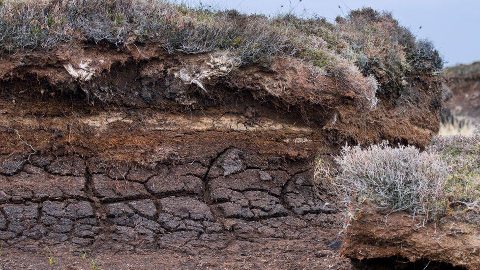 How protecting peat could fight climate change - BBC Newsround