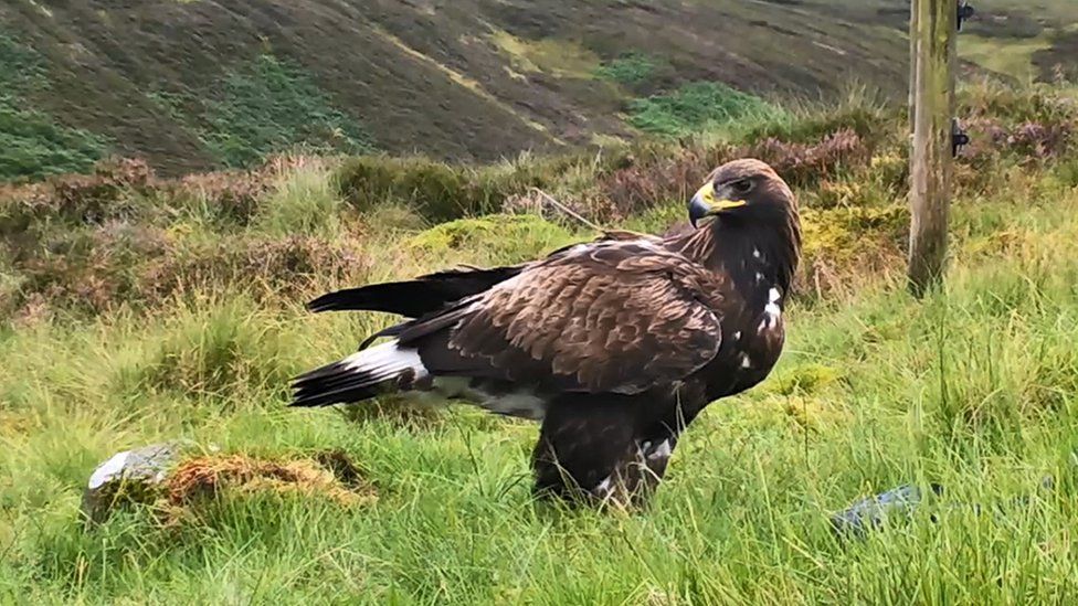 Golden eagles in Scotland at highest levels in 300 years - BBC Newsround