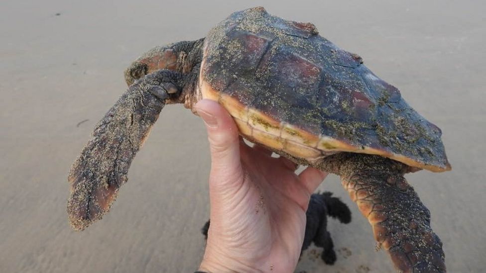 Stranded loggerhead turtle rescued from Cumbrian beach - BBC News