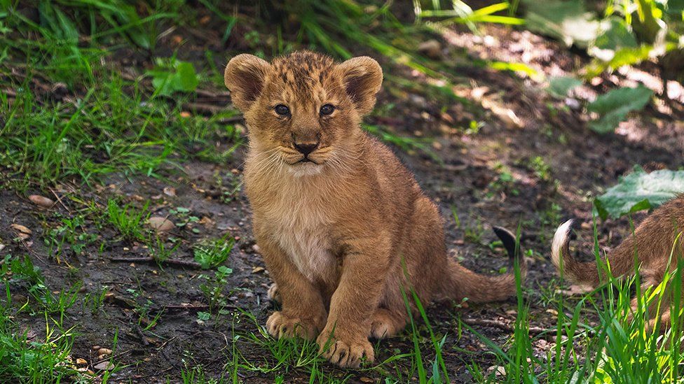 London Zoo: Lion cubs take their first steps outside - BBC Newsround