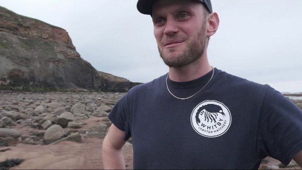 Whitby lobster release kickstarts bid to boost stocks - BBC News