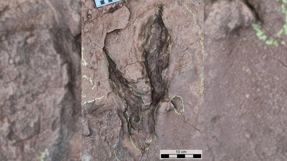 Megaraptor: Fossil footprints found in China lead to new dinosaur ...