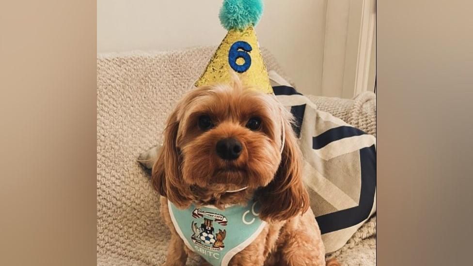 Coventry City's therapy dog Winnie to visit 100 care homes - BBC News