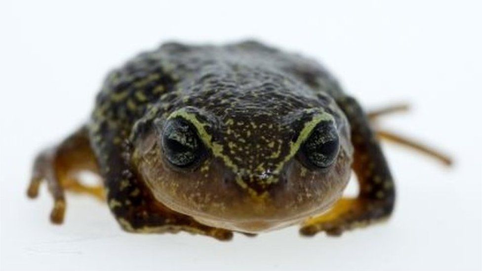 Frog species with yellow eyebrows found in Colombia - BBC News