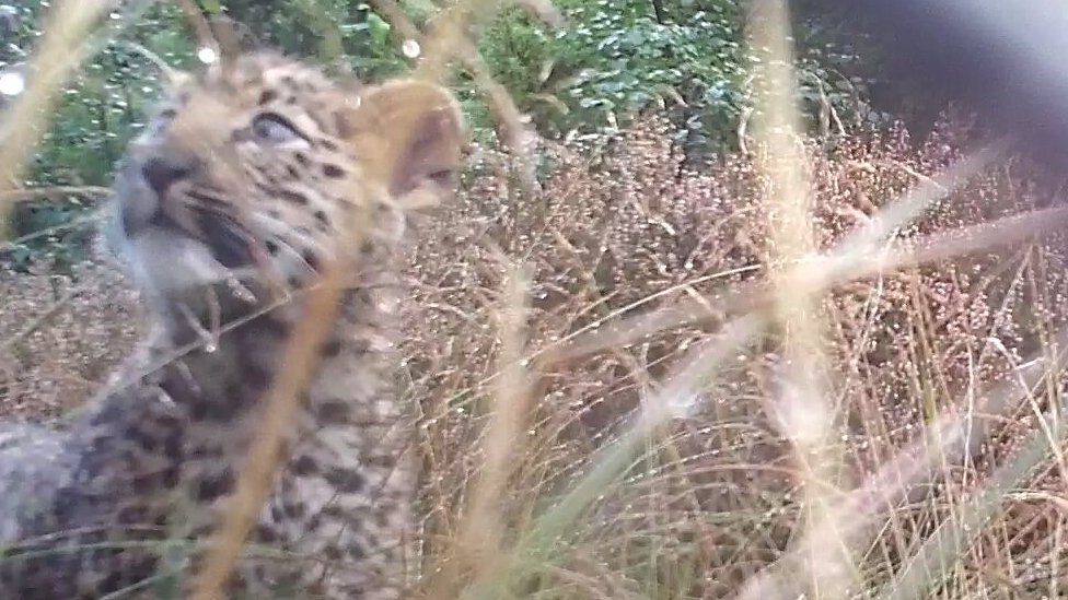 First images of Highland Wildlife Park's rare leopard cubs - BBC News