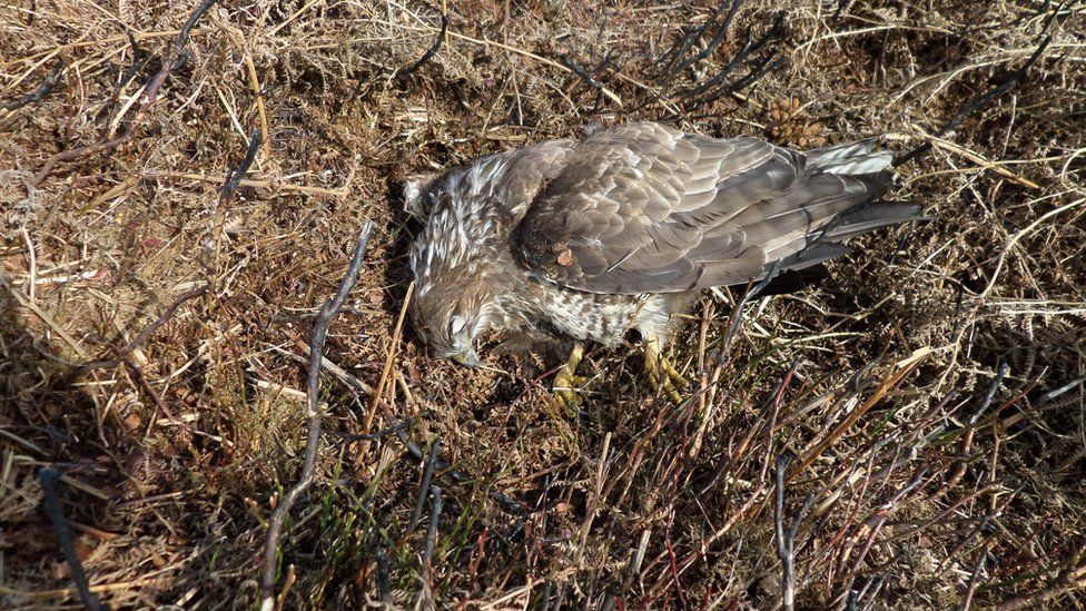 Poisoned buzzard had enough toxin to 'kill a child' - BBC News