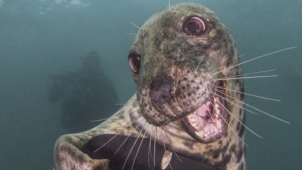 Why this clapping seal is a big deal - BBC Newsround