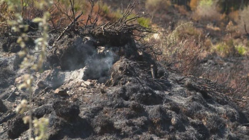 Signs of life after a wildfire that was visible from space - BBC News