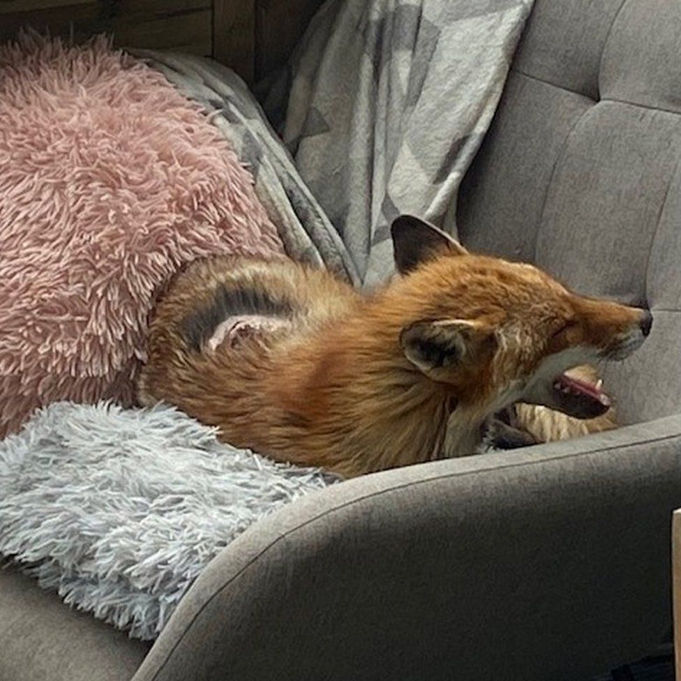 Badly injured fox nursed back to health in Glasgow garden tent - BBC News