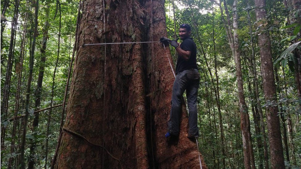 Swansea scientist helps protect Amazon's tallest trees - BBC News