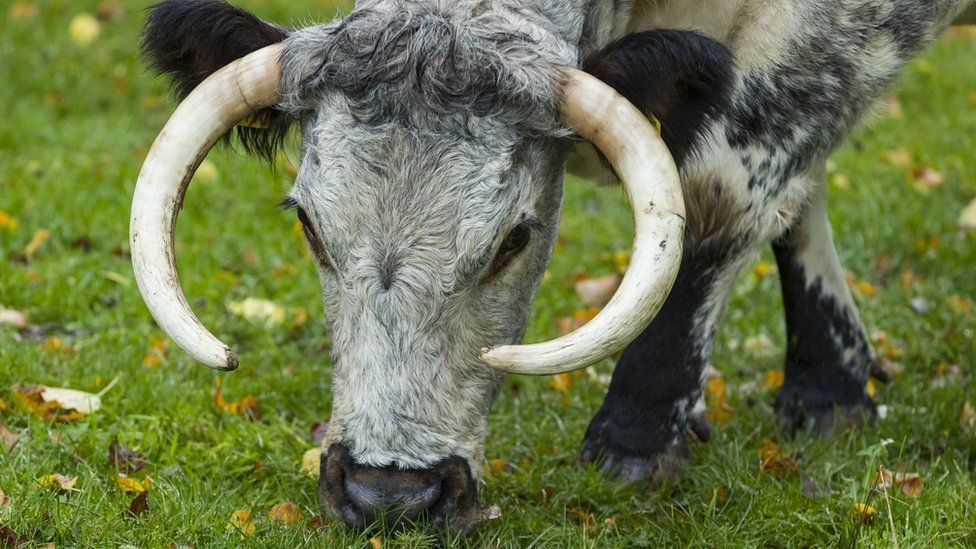 Lockdown 'could see fewer cattle deaths' on Gloucestershire commons ...