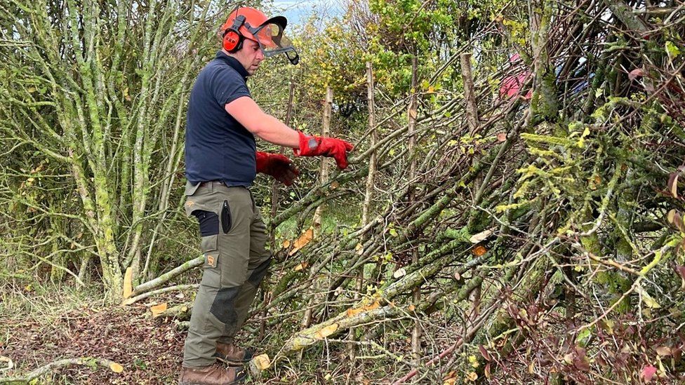 Hedgelayers keep tradition alive in Oxfordshire contest - BBC News