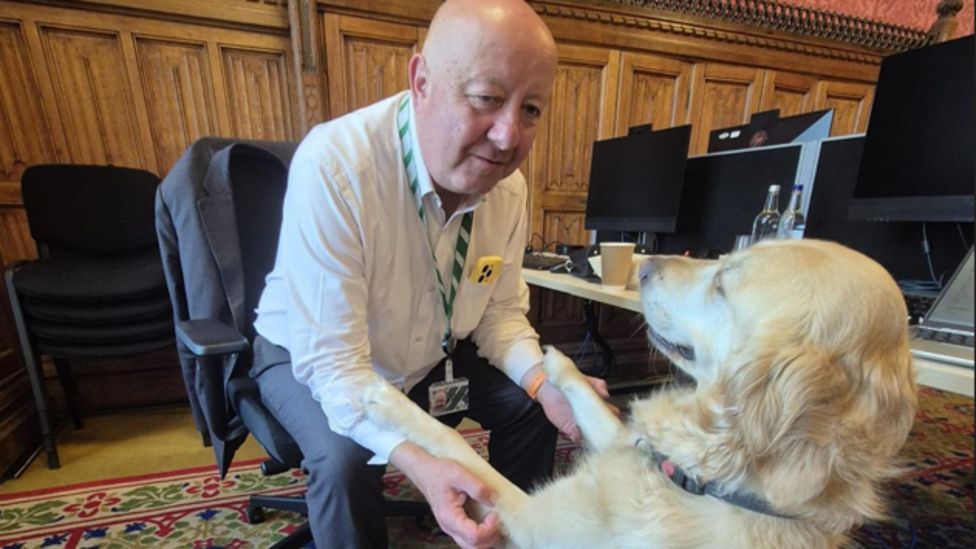 Torbay MP's guide dog Jennie aims for Larry the cat's popularity - BBC News