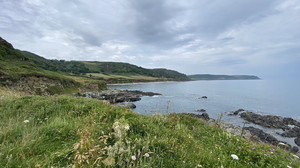 Lost bumblebee rediscovered at Devon's Prawle Point - BBC News