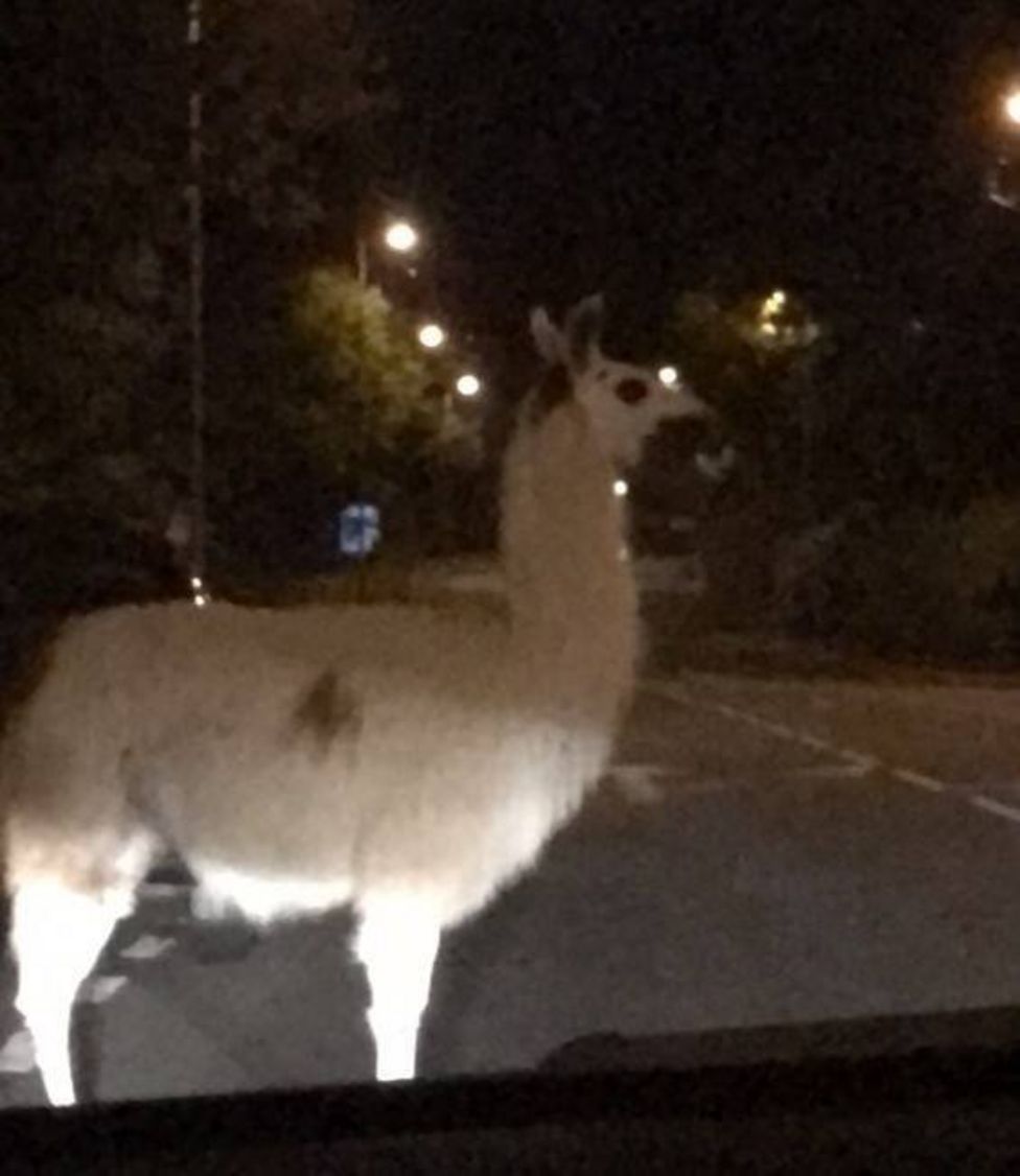 Police called out to Dumfries llama escape - BBC News