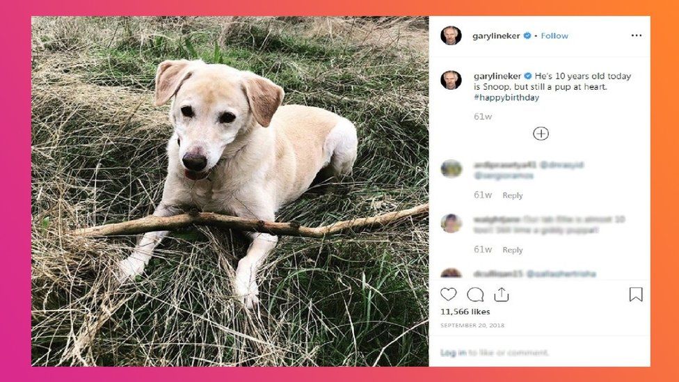 Gary Lineker: Advice for coping with a pet's death - BBC Newsround