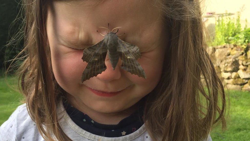 Galloway study finds hundreds of species of moths - BBC News