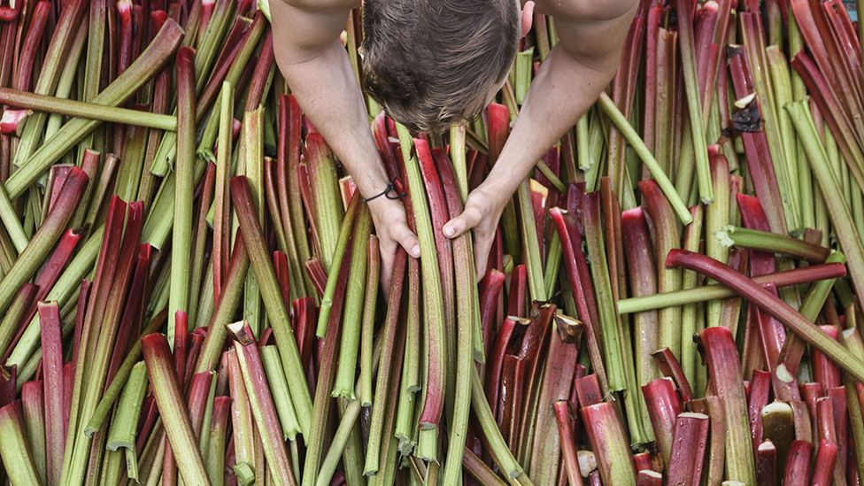 Nid ffrwyth cyffredin mohono... y riwbob - BBC Cymru Fyw