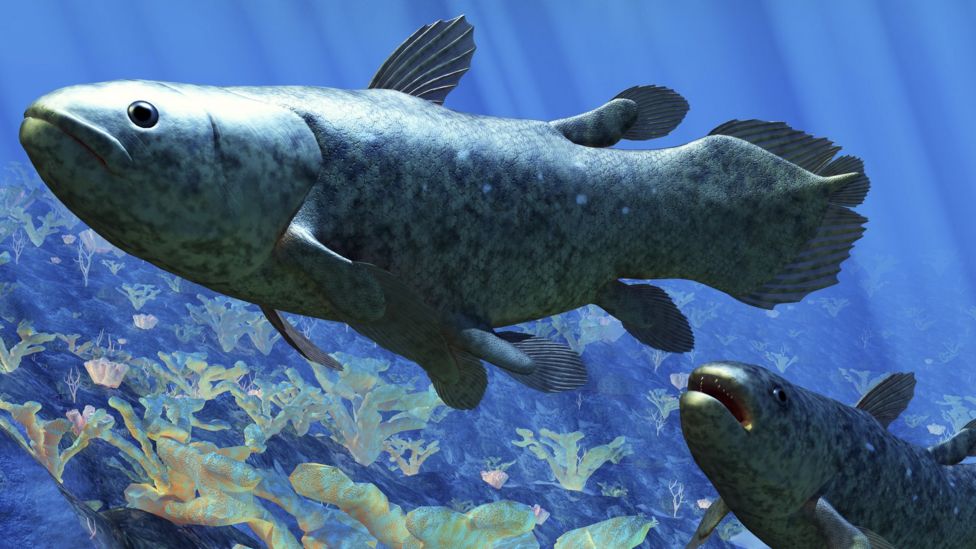 Man catches giant goldfish named 'The Carrot' - BBC Newsround