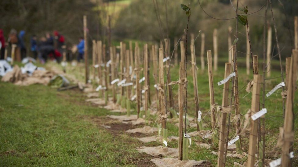 Climate change: 100,000 new trees to be planted in UK rainforests - BBC ...