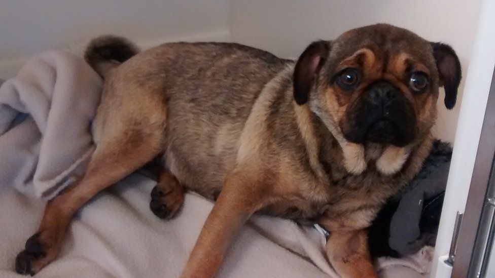 Paralysed dog Crumble thrown from moving car dies - BBC News