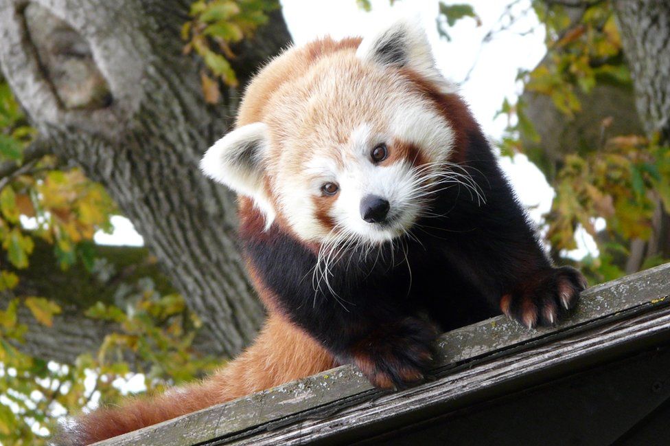 Lake District Wildlife Park welcomes male red panda - BBC News