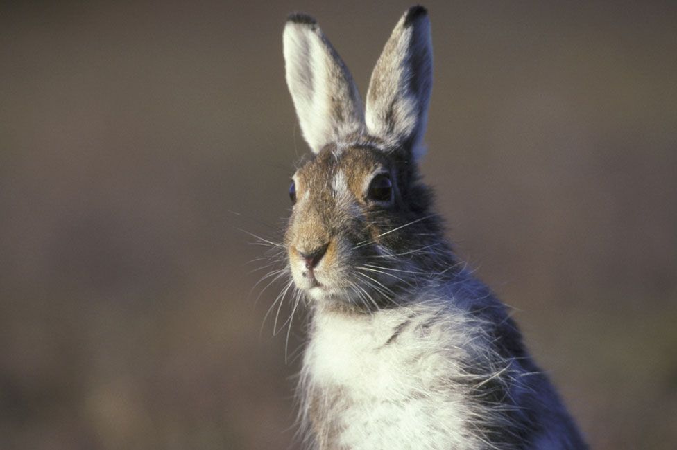 Group seeks to reassure public on mountain hare culls - BBC News