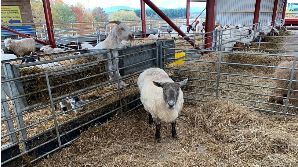 Britain's loneliest sheep arrives in new 'forever home' - BBC News