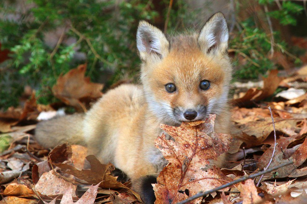Your pictures: Camouflage - BBC News