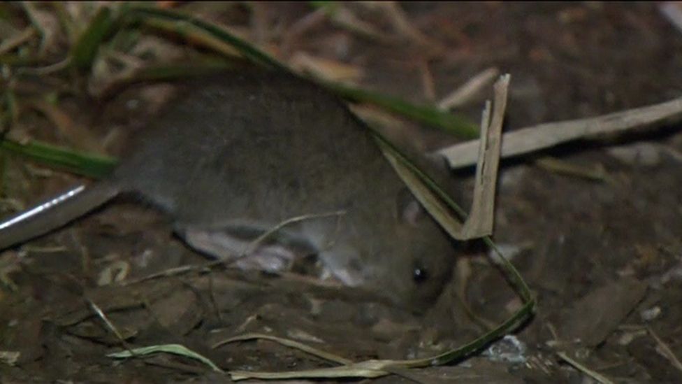 Air India flight turns back after rat spotted on board - BBC Newsround