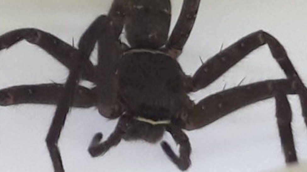 Huntsman spider found by Suffolk staff in shipping container from Japan ...