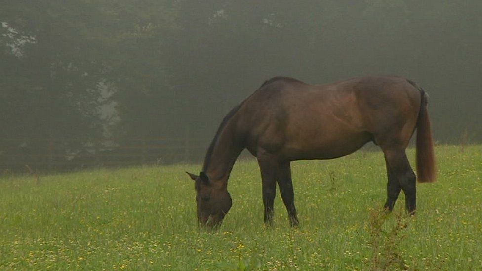 Horse Tails Without Hair