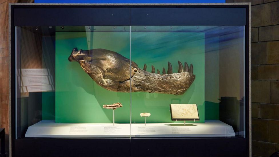 Natural History Museum explores how birds evolved from dinosaurs - BBC News
