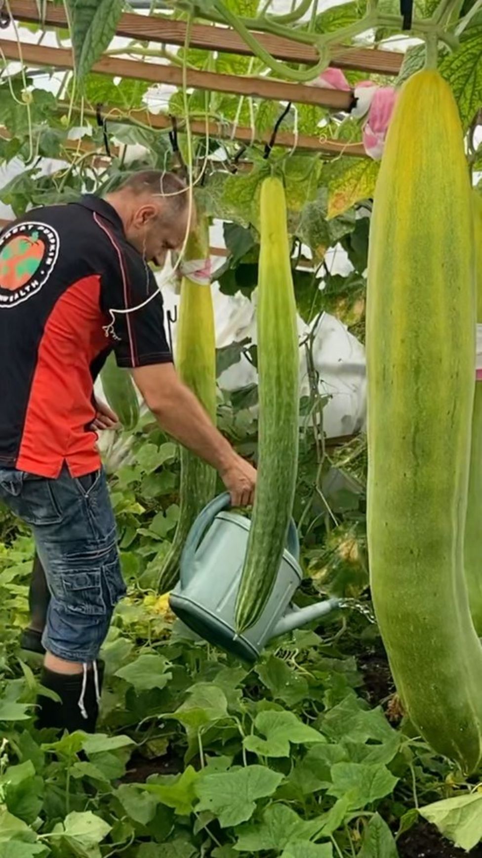 Sebastian Suski earns world record for longest cucumber - BBC News