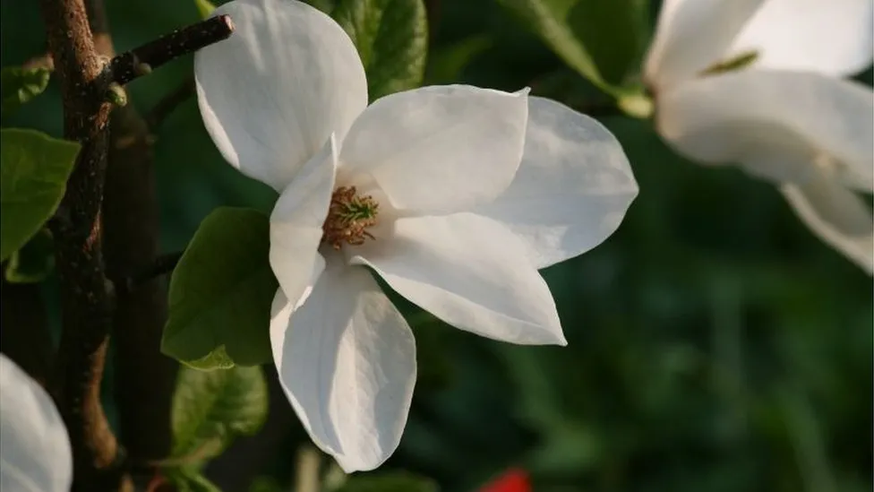 EK Janaki Ammal: The 'nomad' flower scientist India forgot