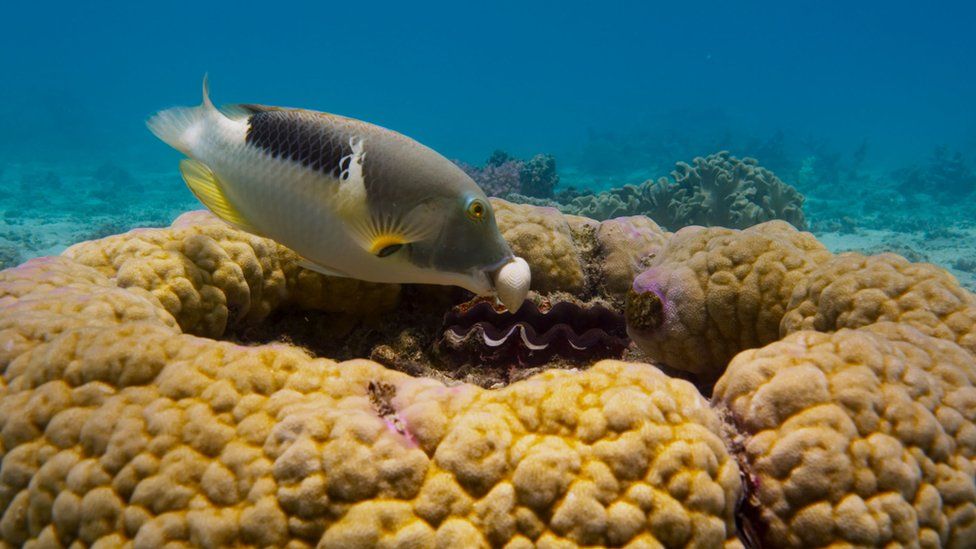 What can we expect in the first episode of Blue Planet II this weekend ...