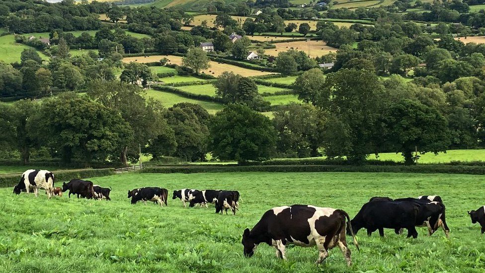 Ateb y Galw: Mared Rand Jones - BBC Cymru Fyw