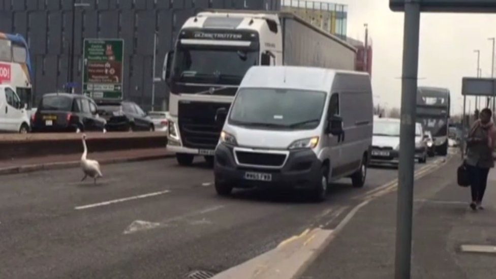 Santa Claus and swans - weird things blocking roads - BBC Newsround