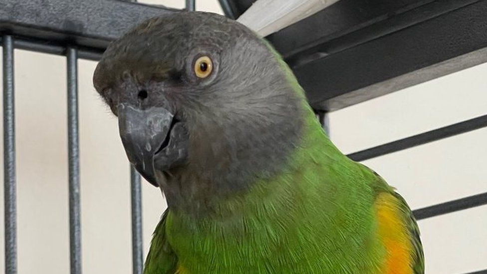 Parrot reunited with owner after seven years - BBC News