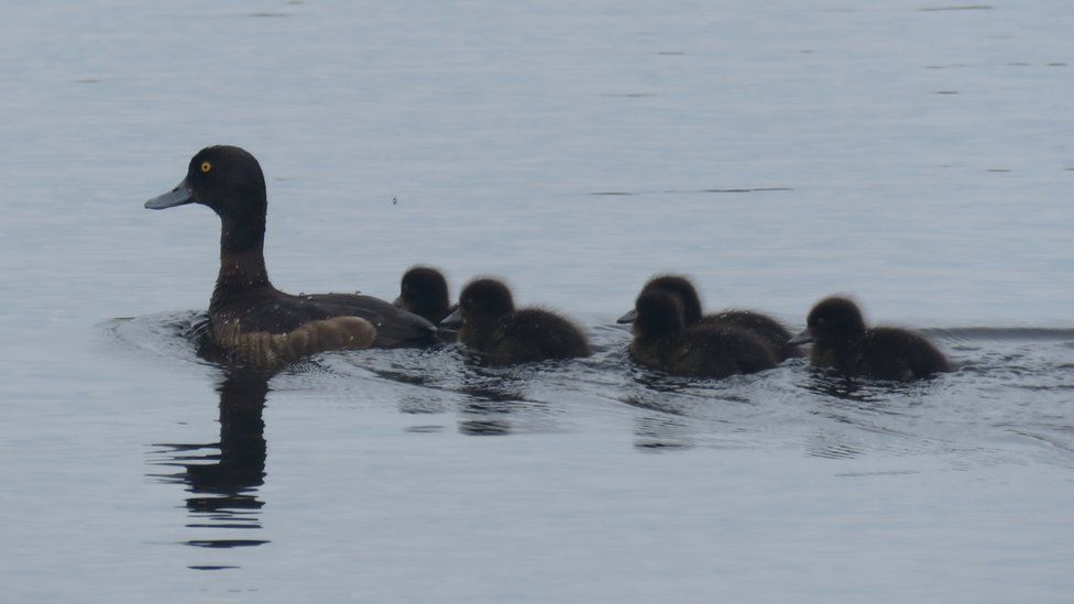 Northern Ireland conservation: More than 100 species added to priority ...