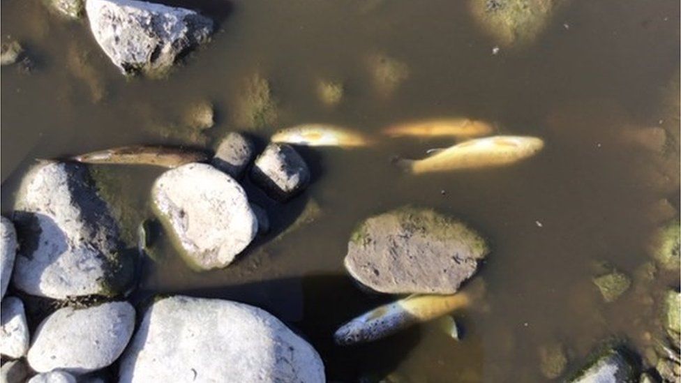 Llanon beach shut after Afon Peris river slurry spill - BBC News