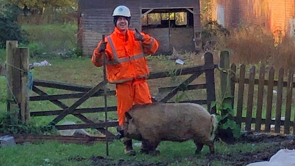 Weighty Felsted pig gets stuck in the mud - BBC News
