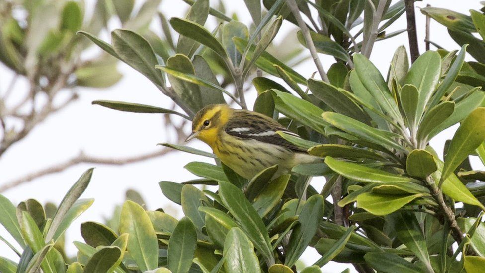 Birders wade through sea in search of rare bird - BBC News