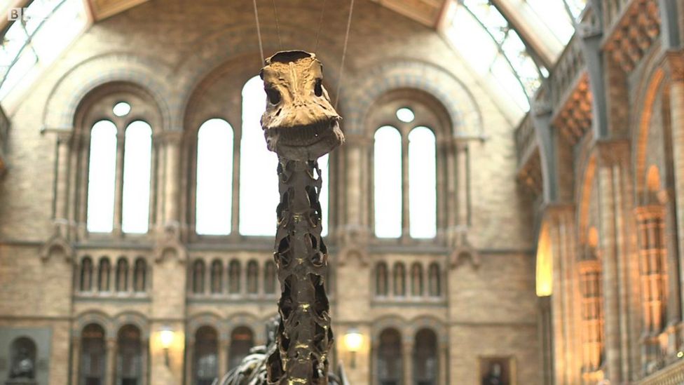 Dippy The Dinosaur Draws 10 000 Visitors In First Week In Coventry