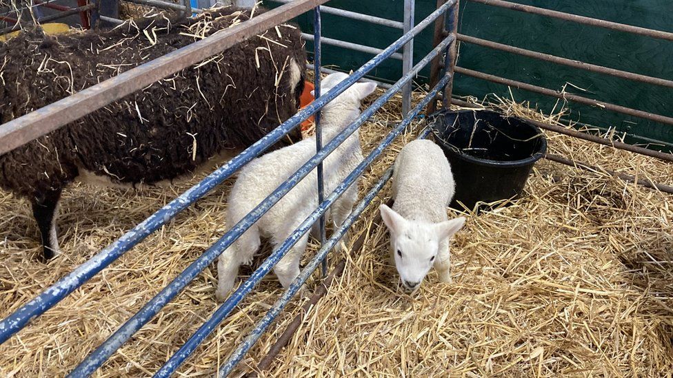 Staffordshire farmer barricades barn to protect lambs from snow - BBC News