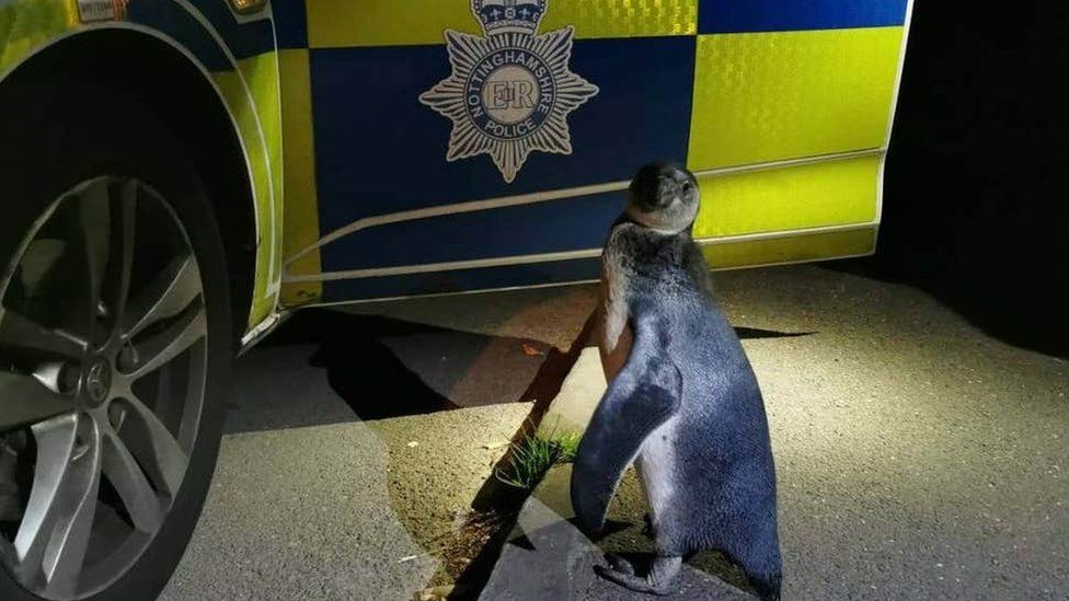 Penguin waddling in Broxtowe picked up by police - BBC Newsround