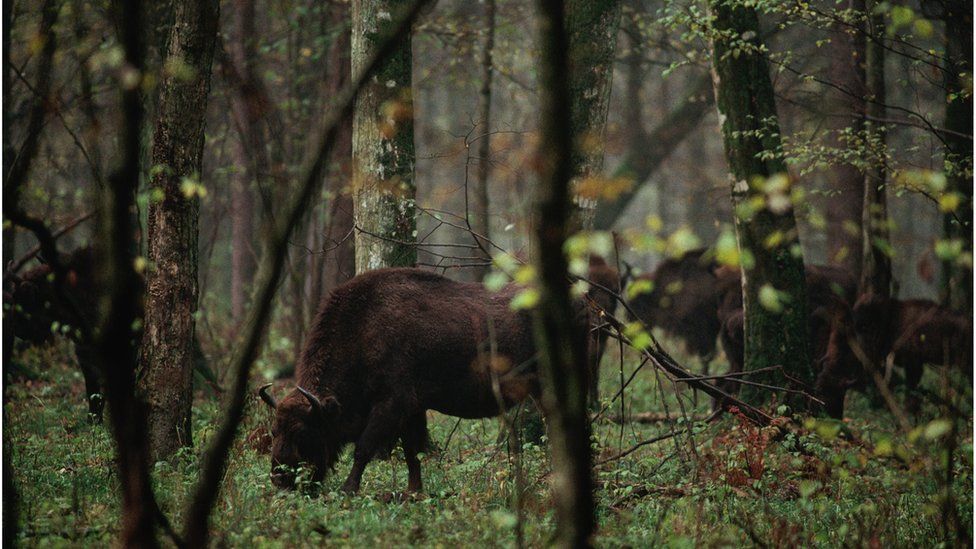 Meet the UK's first ever bison rangers! - BBC Newsround