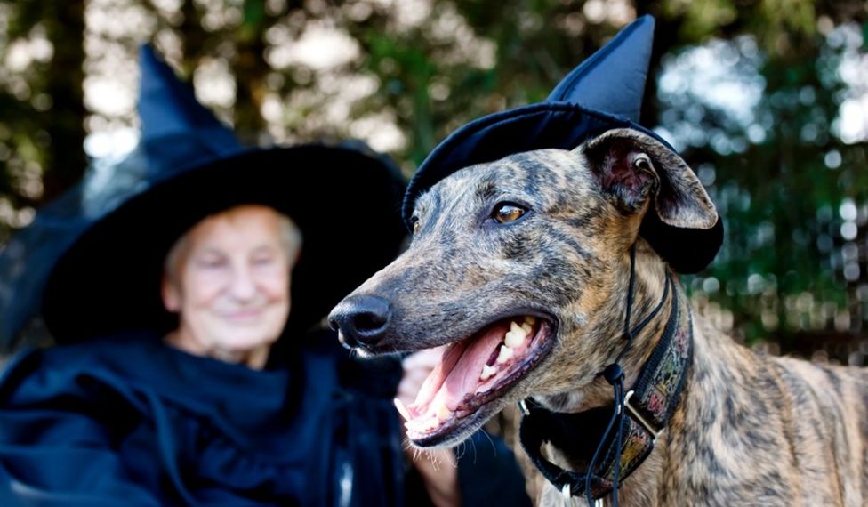 Has a new racing ban in Florida doomed these dogs? - BBC News